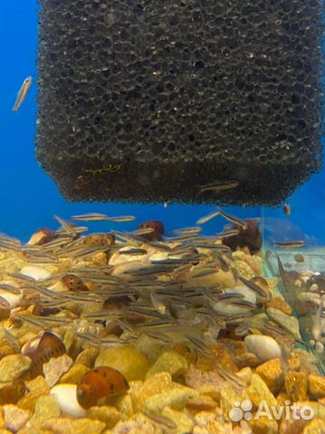Водорослеед сиамский (SAE)
