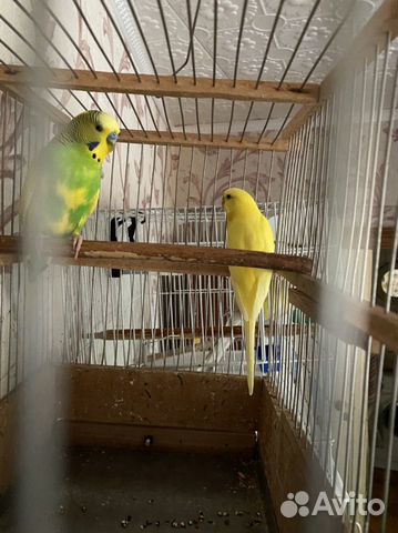 Попугай волнистый