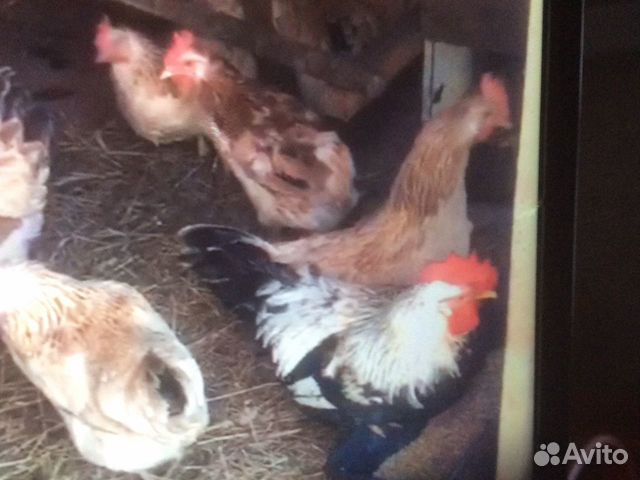 Петух загорской лососевой породы из питерского ген