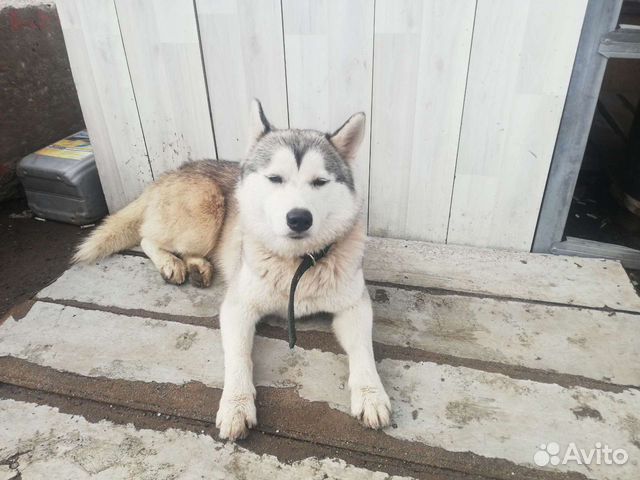 Найдена собака хаска