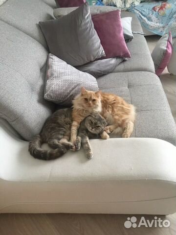 Отдам 2х кошек