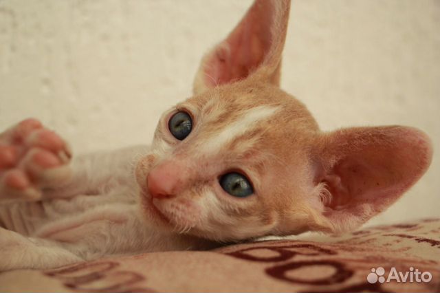 Котенок корниш рекс