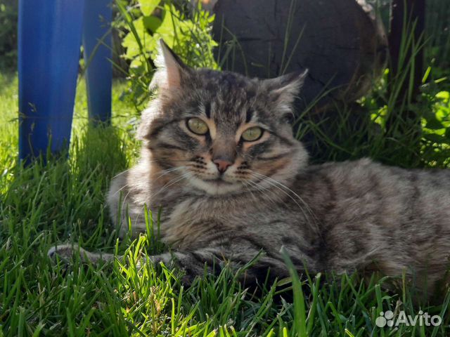 Кот