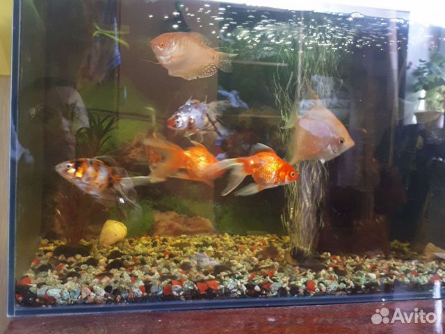 Аквариум И рыбки