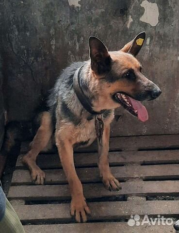 Немецкая овчарка в отлове ждёт хозяина