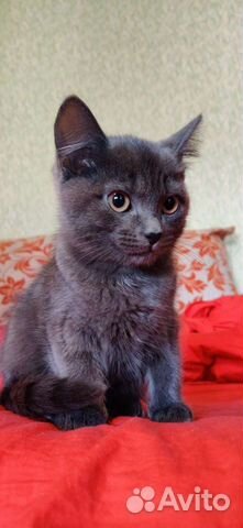 Котята русская голубая