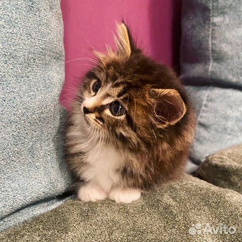 Котенок Манул в заботливые ручки