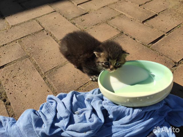 Красивый голубоглазый котенок, отдадим в добрые ру