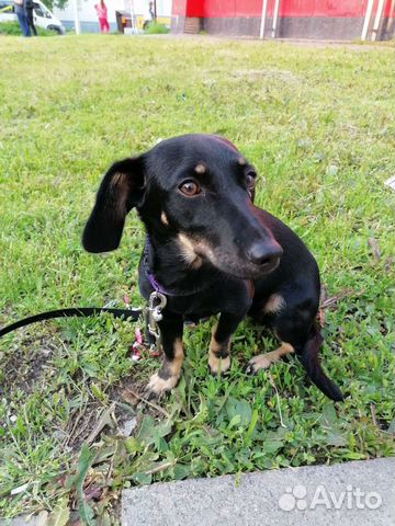 Такса с пинчером