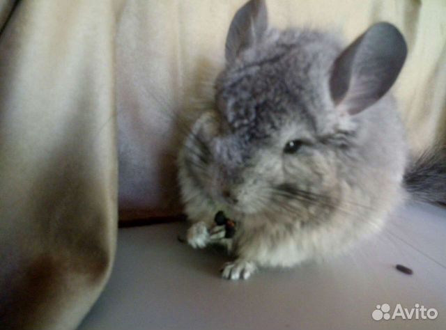 Шиншилла ангора девочка