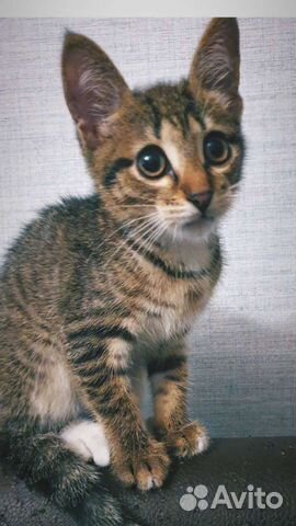 Котик в дар