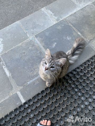 Найден котик, Митино