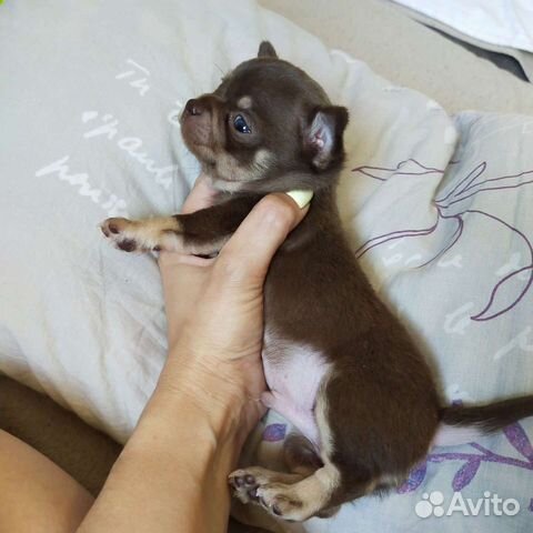 Щенки чихуахуа мини
