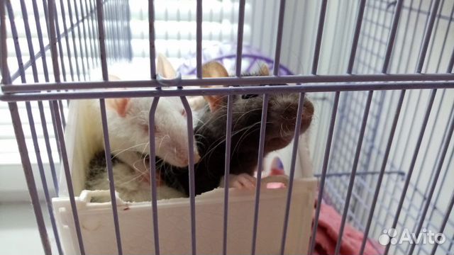 Крыса с клеткой