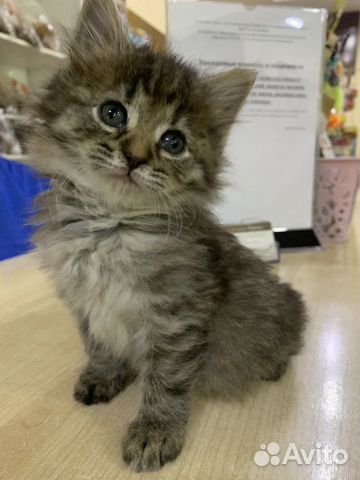 Котенок в добрые руки