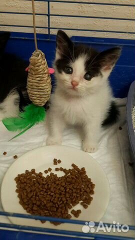 Котенок Смешарик 1 месяц