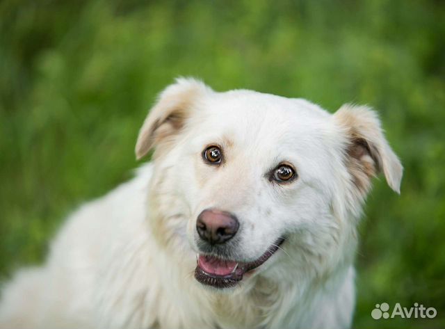 Собака Веснушка ищет дом и своего человека