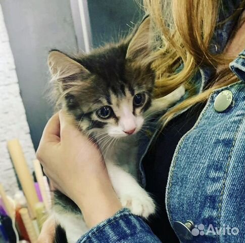 Кошечка в добрые руки