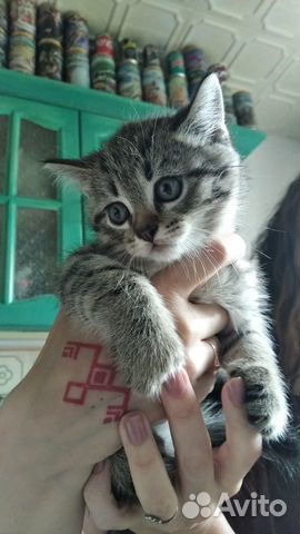 Отдам котят в добрые руки