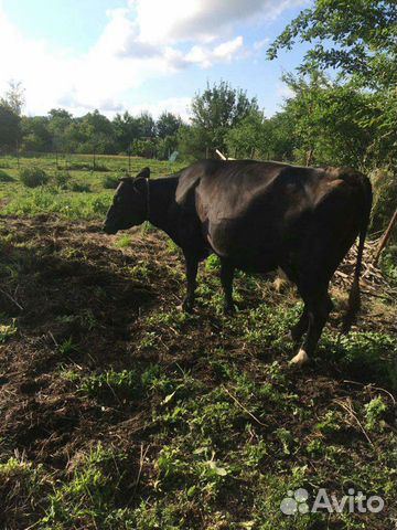 Продаются коровы