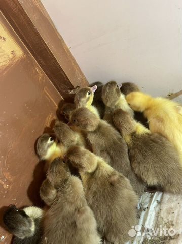 Утята индоутки Самара