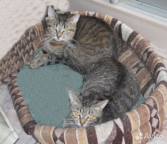 Коша- Хороша с дочкой