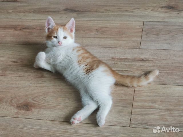 Кошка