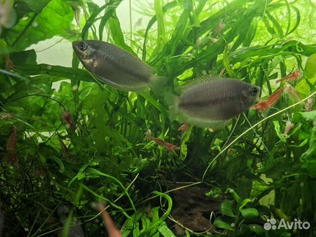 Медовые гурами