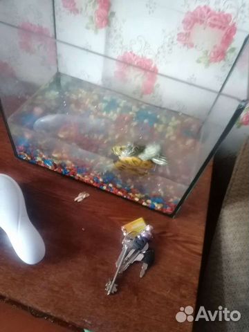 Красноухая черепаха с аквариумом