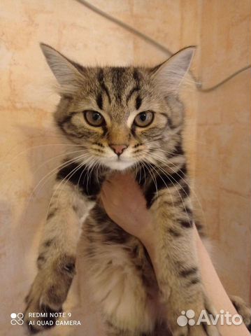 Метис котенок