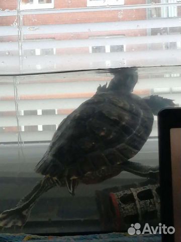 Красноухая черепаха бесплатно