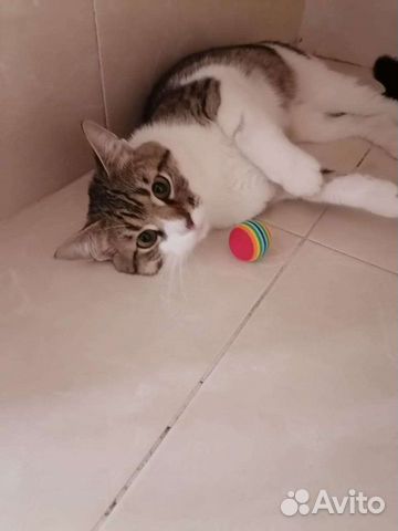 Котик в добрые руки