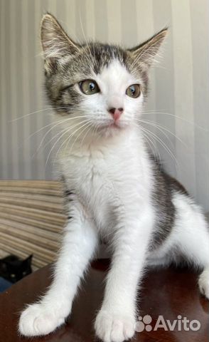 Европейская котенок девочка 3 мес