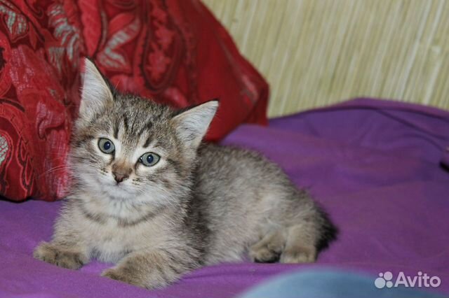 Миленький котёнок мальчик 2 месяца в дар спасаем с