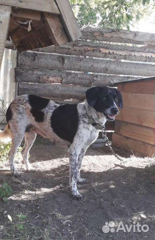 Курцхаар сука 1 год с доставкой