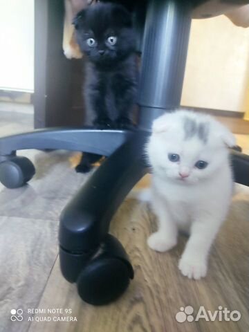 Котята шотландцы (4000)