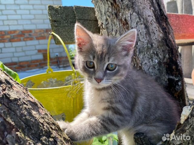 Котенок ищет дом