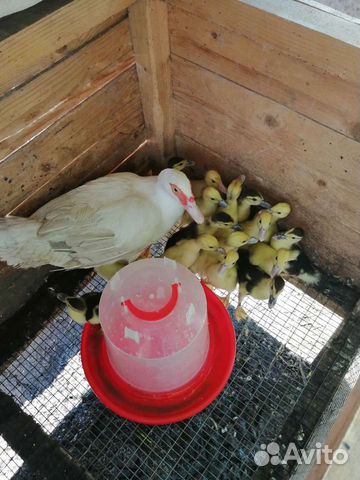 Утята индоутки