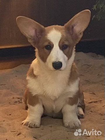 Вельш-корги кардиган