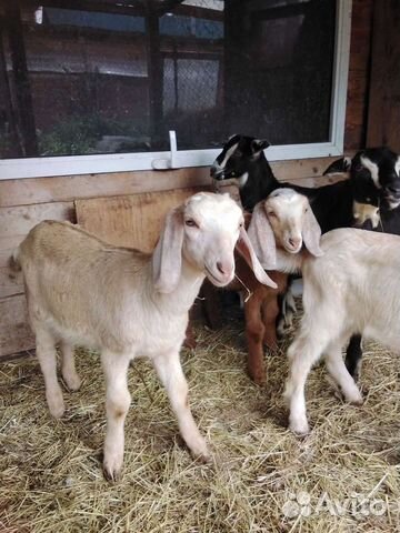 Продам нубийских козлят