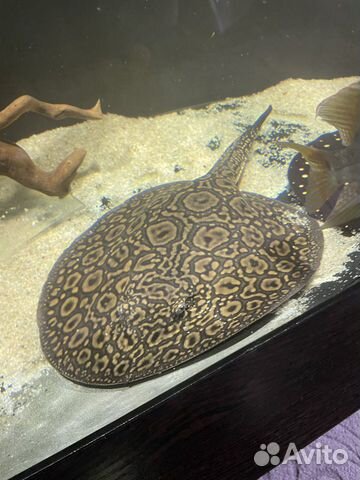 Скат Моторо