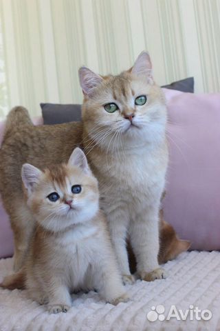 Британская золотая шиншилла Любава