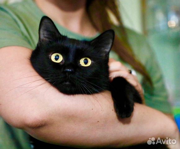 Изюминка - котенок ищет своих маму и папу