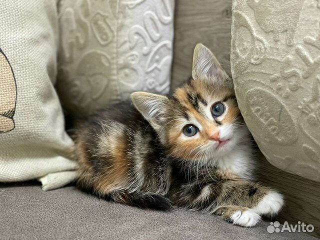Котенок в дом