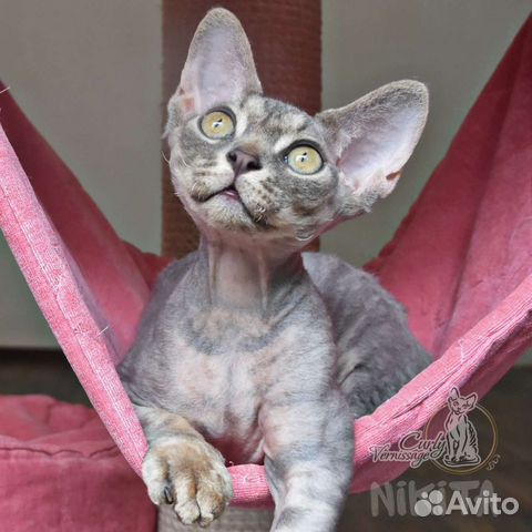 Котята девон-рекс