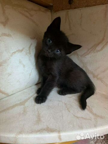 Канадский сфинкс