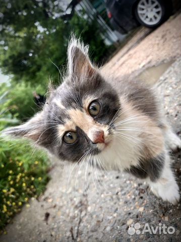 Кошка