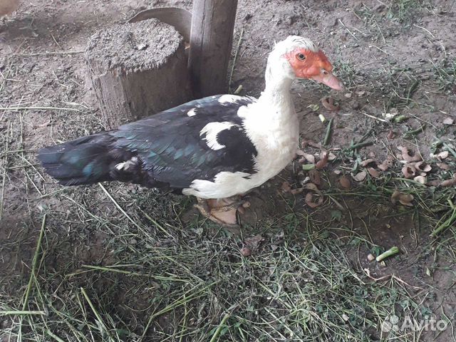 Индоутки- шептуны