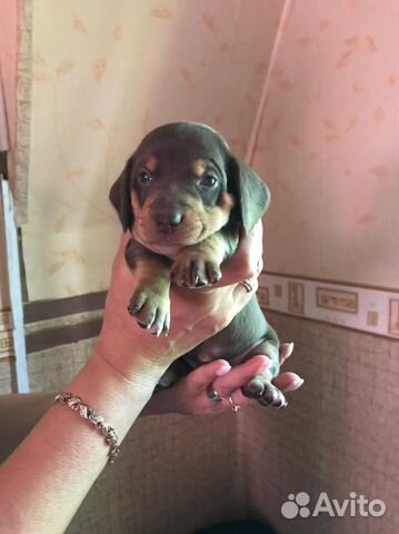 Щенки стандартной гладкошёрстной таксы