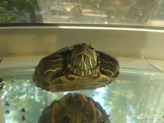 Красноухая черепаха бесплатно